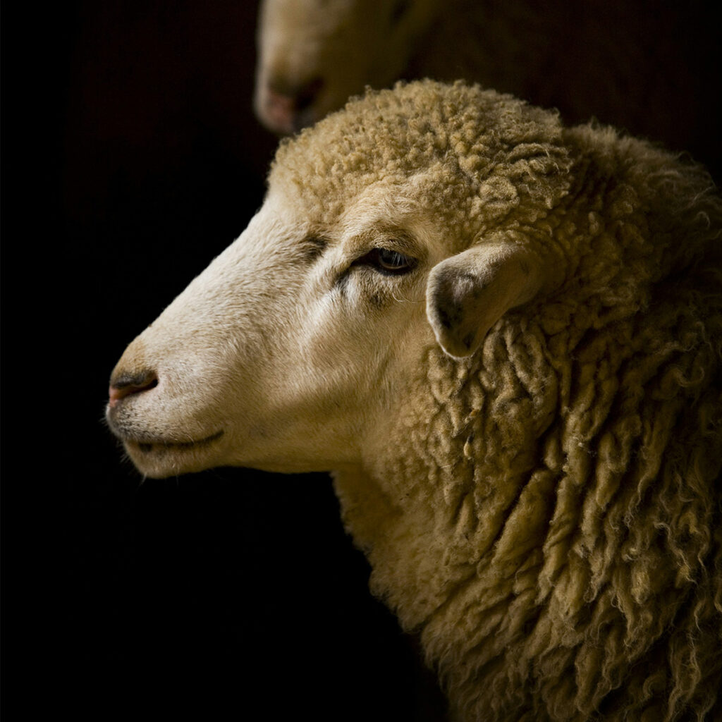 ICRT Animal Reiki Master Training - Reiki Lifestyle