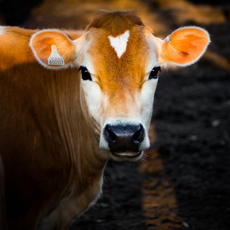 ICRT Animal Reiki 1 & 2 Training - Reiki Lifestyle