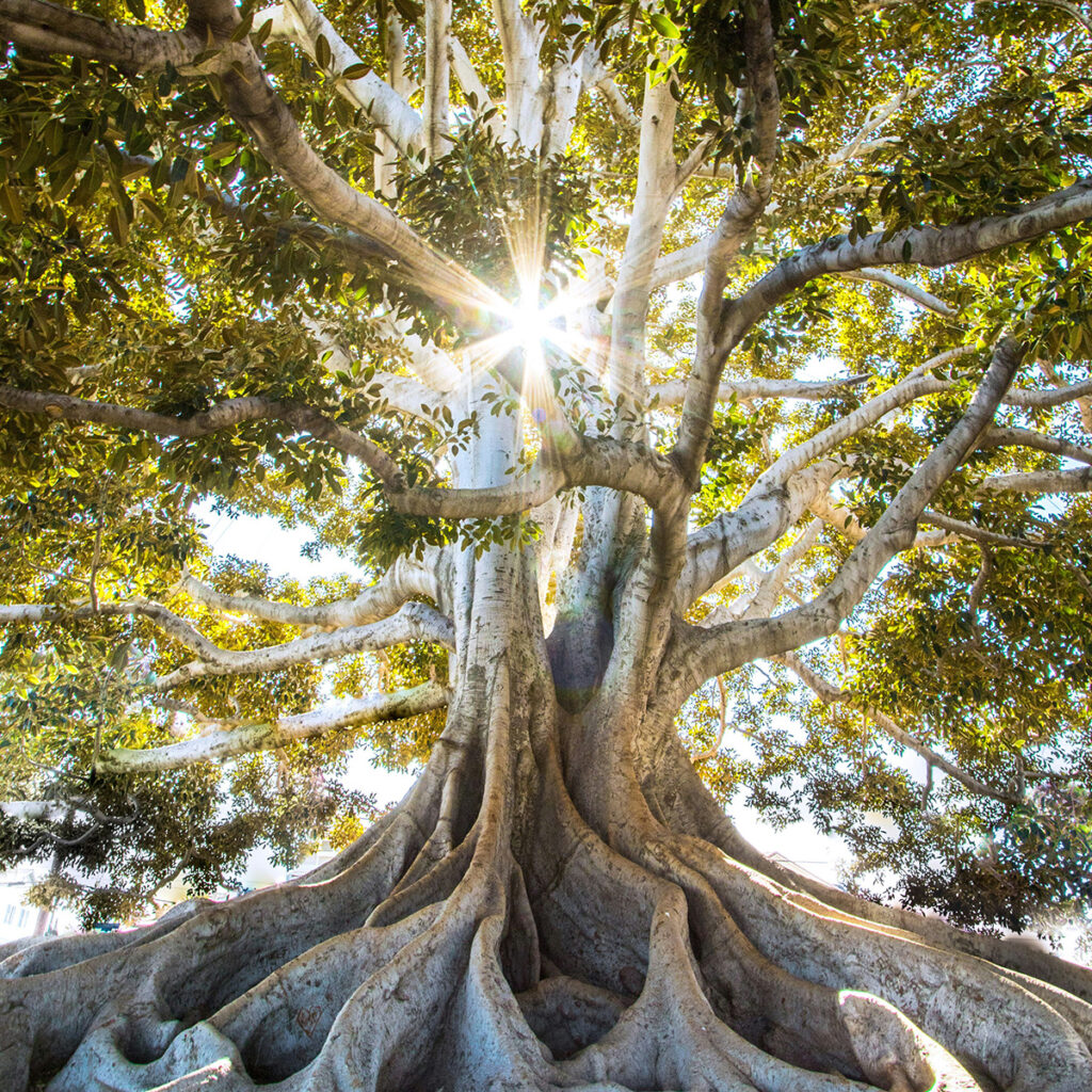 Home - Reiki Lifestyle