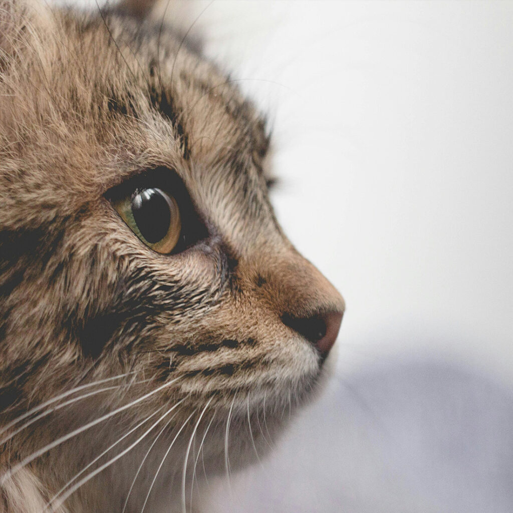 ICRT Animal Reiki 1 & 2 Training - Reiki Lifestyle