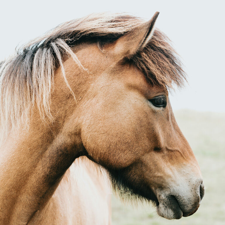 ICRT Animal Reiki Master Training - Reiki Lifestyle